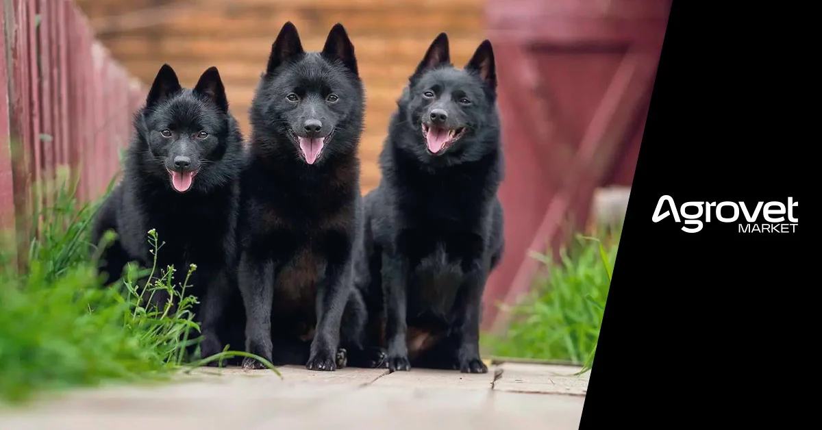 Conoce la raza Schipperke, conocido como el ‘Perro Capitán’ - Curiosidades