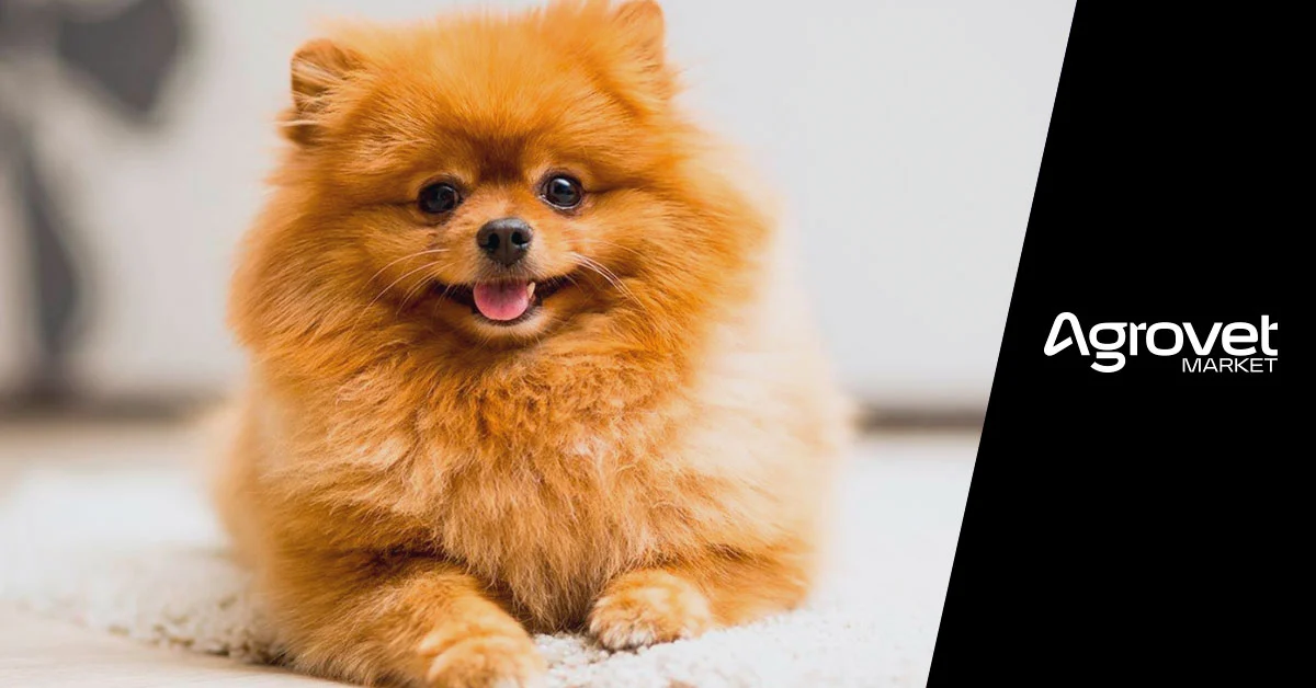 6 curiosidades sobre los perros pomerania - Curiosidades Agrovet